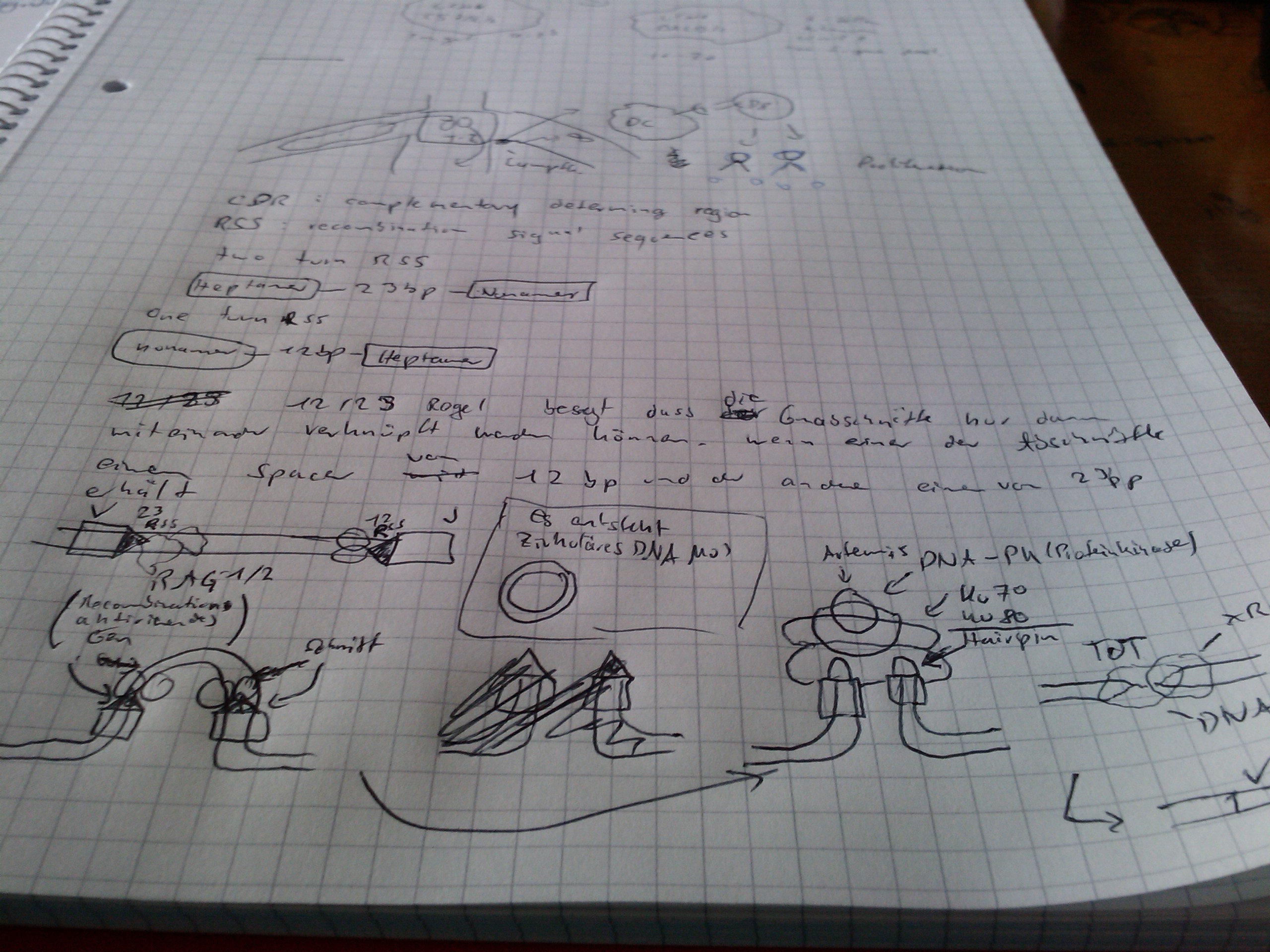 Immunologie | waterstorm.de :: Tech stuff & Tutorials